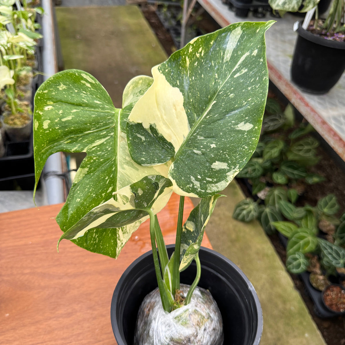 商品 – RARE PLANTS JAPAN (レアプランツジャパン) 商品 – RARE PLANTS JAPAN (レアプランツジャパン)